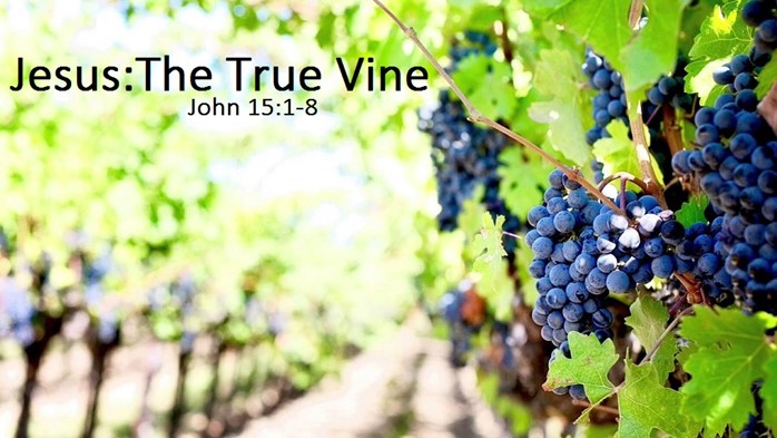 Jesus Christ, the True Vine – GOD GRACE CLASSROOM